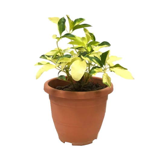 Schefflera arboricola ''yellow and mottled yellow-green leaves, wavy ...