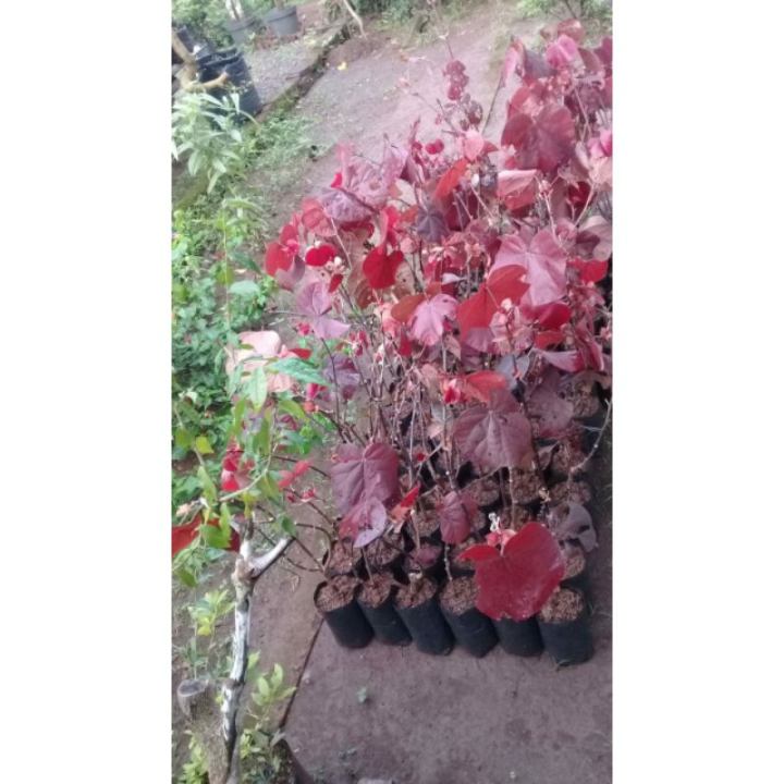 waru merah super bonsai PER 5 BATANG 150RB | Lazada Indonesia