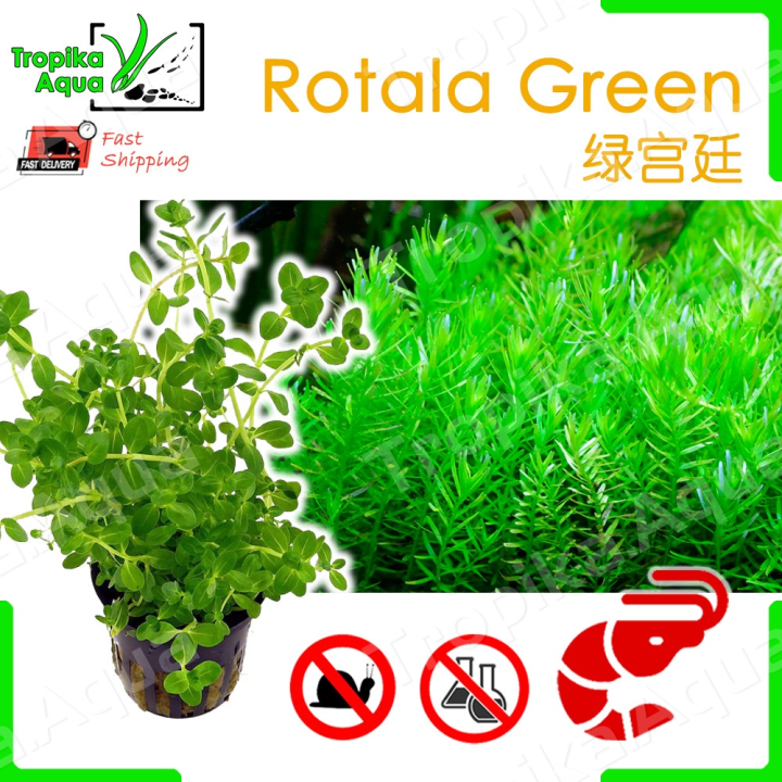 [Shrimp Safe] Rotala Rotundifolia 'Green' 绿宫廷 - aquarium aqua plant ...