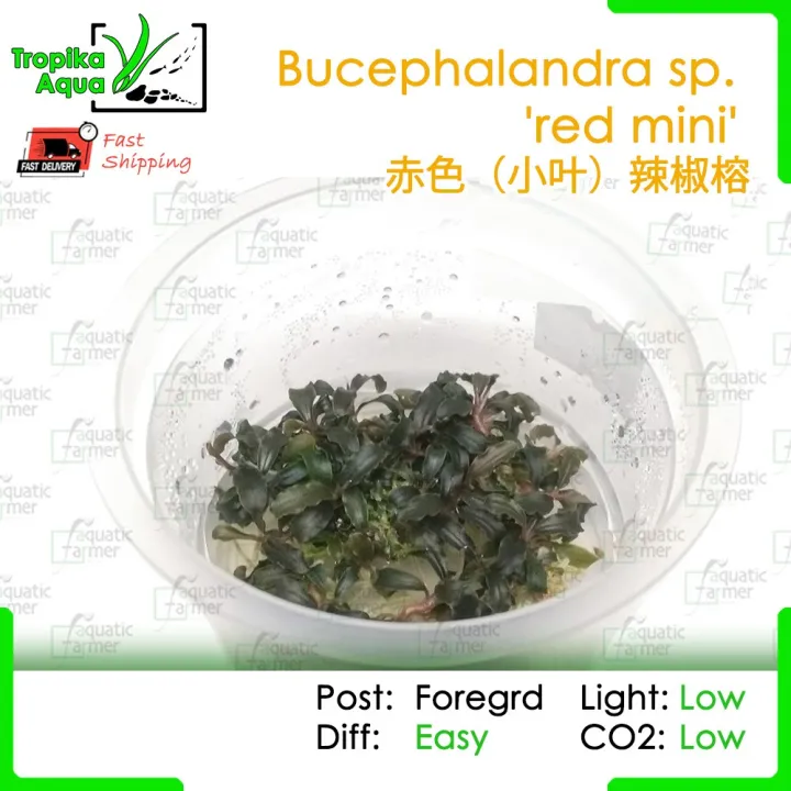 Bucephalandra sp. 'red mini' 赤色（小叶）辣椒榕 -Aquatic Farmer Tissue Culture ...