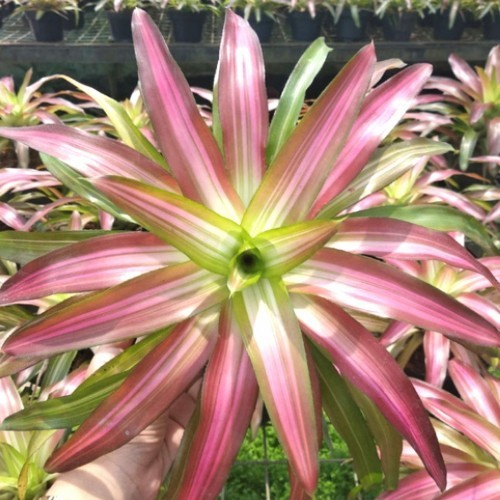Tanaman Hias Bromelia Tricolor rimbun | Lazada Indonesia