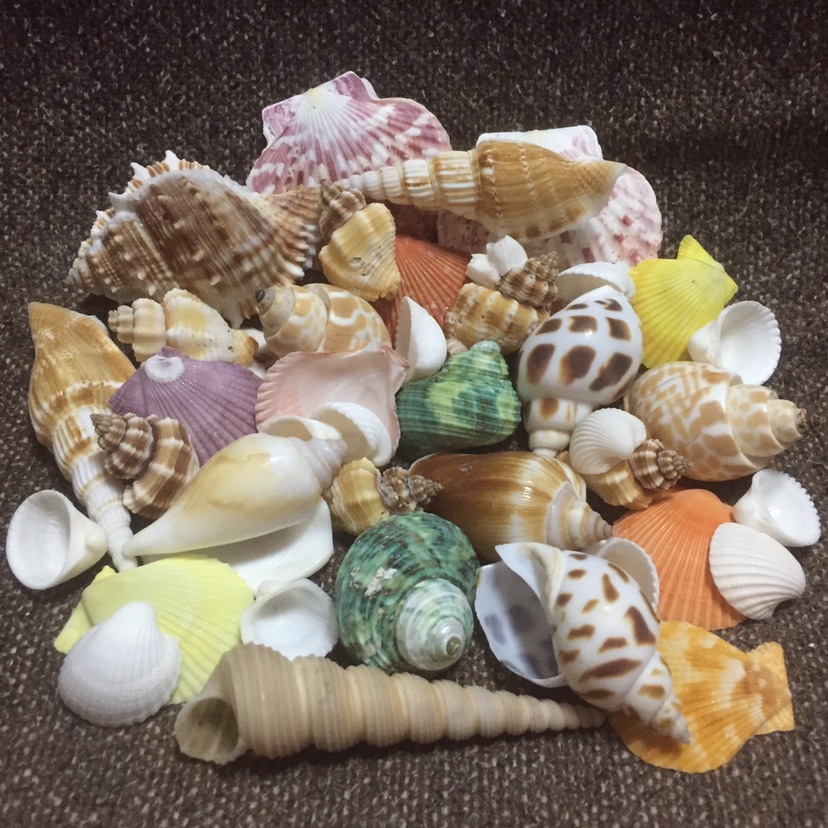 ช้อปออนไลน์ Shell_nok | Lazada Thailand