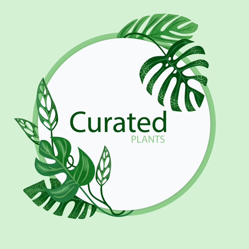 Curated Plants Philippines Official Online Store | Shop Now on Lazada
