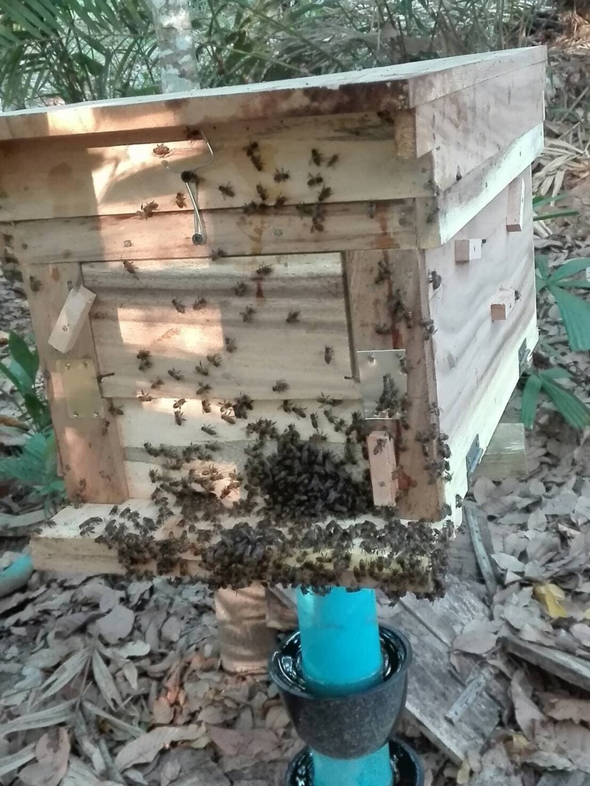 ช้อปออนไลน์ Atcharaporn bee farm | Lazada Thailand