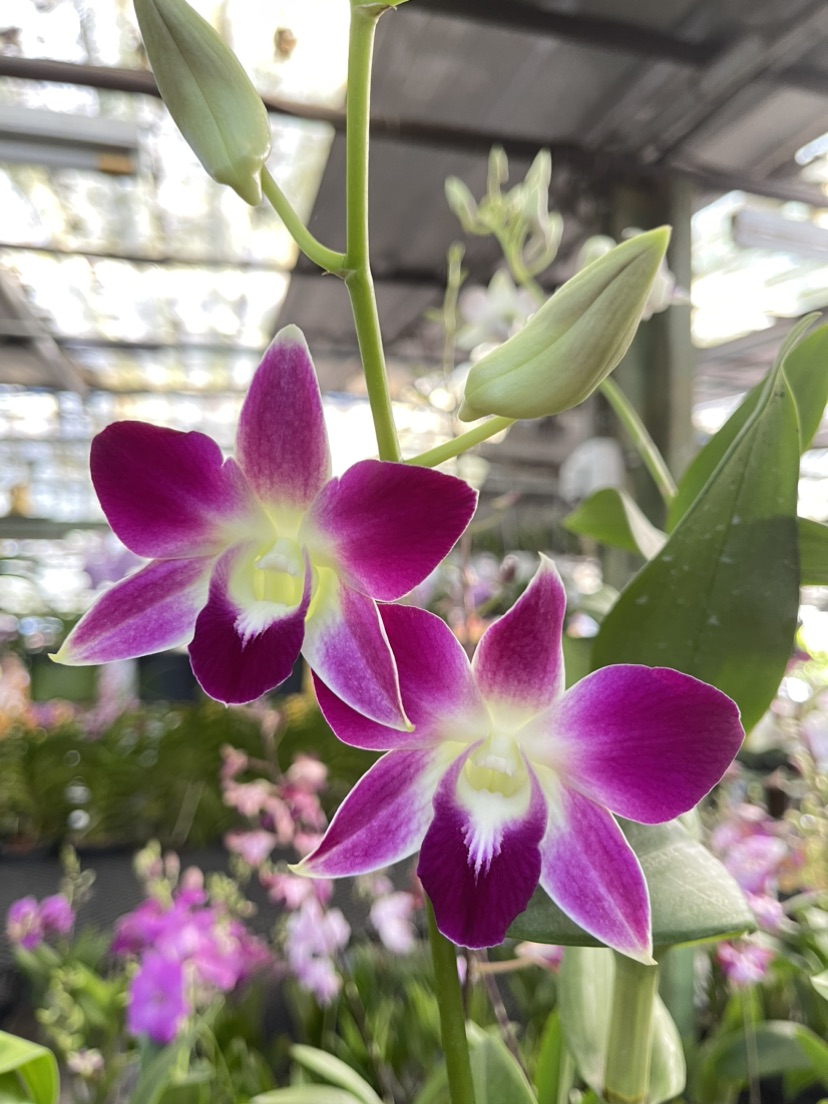 Rawang Orkid Malaysia Official Online Store | Shop Now on Lazada