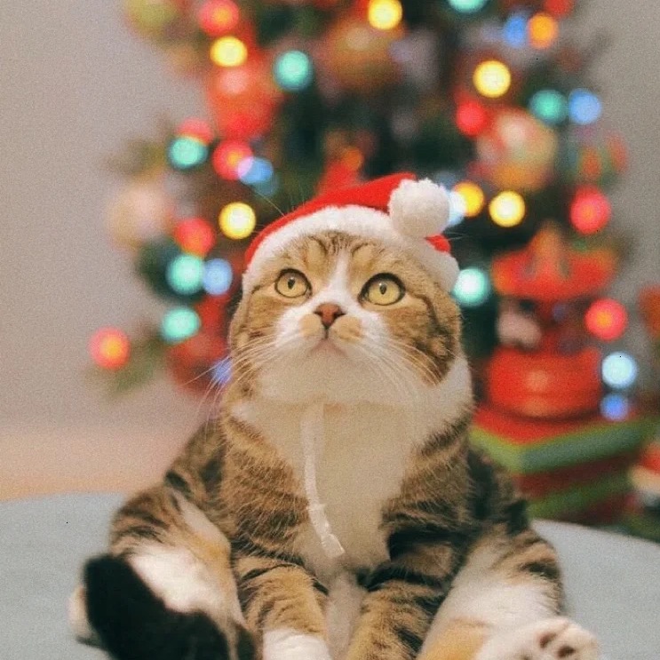 Uncle Chen's treasure store Philippines Official Online Store | Shop Now on Lazada