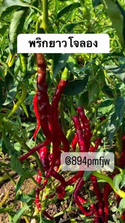 เมล็ดพริกยาวโจลองยอดนิยม เมล็ดนำเข้า พันธุ์แท้ 100% สายพันธุ์OP บรรจุ ...