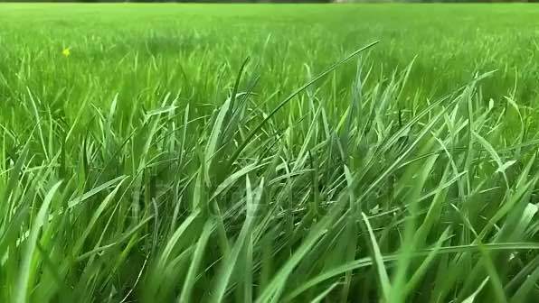 Benih Rumput Pakan Ternak SememBras Signal Brachiaria Decumbent ...