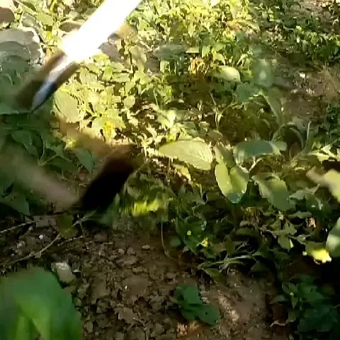 Alat Cangkul Garukan Rumput liar Gulma - Garuk perkebunan baja asli ...