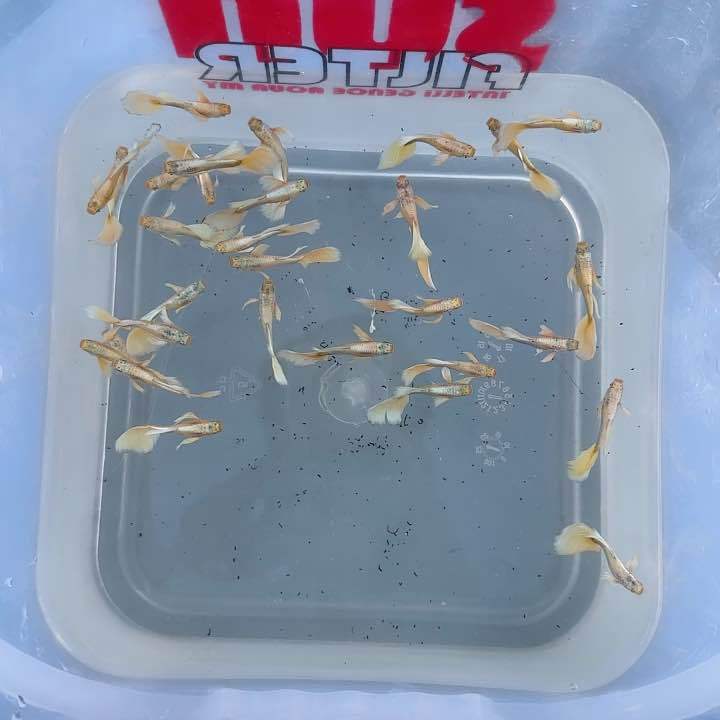 Guppy Golden Guppy Long Fin 24k Gold (Male) 黄金孔雀鱼 长尾 (公/母鱼） | Lazada