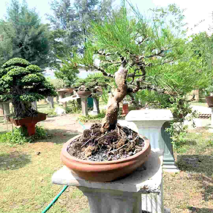 Bonsai Cemara Udang ( ukuran medium ) | Lazada Indonesia