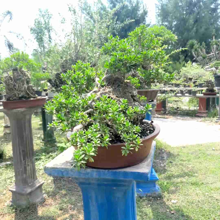 Bonsai Santigi ( ukuran medium ) | Lazada Indonesia
