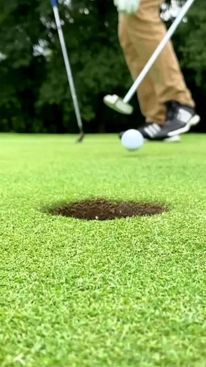 Scotts turf builder 50 gram - benih rumput gajah mini - benih rumput ...