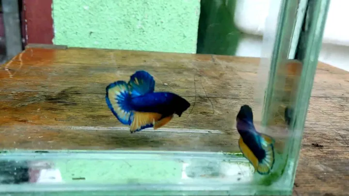 RBG (🔥 READYSTOCK / NO REQUEST 🔥) IKAN LAGA BETTA FISH MALE FEMALE ...