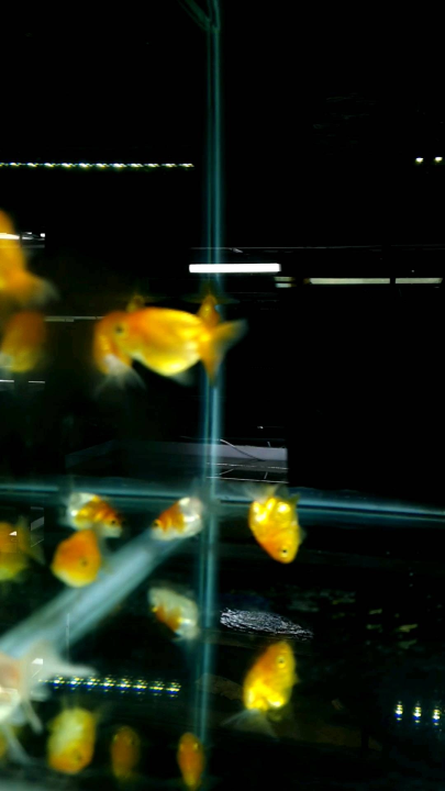 Assorted Ranchu Goldfish/Ornamental fish/Freshwater/Readystock | Lazada