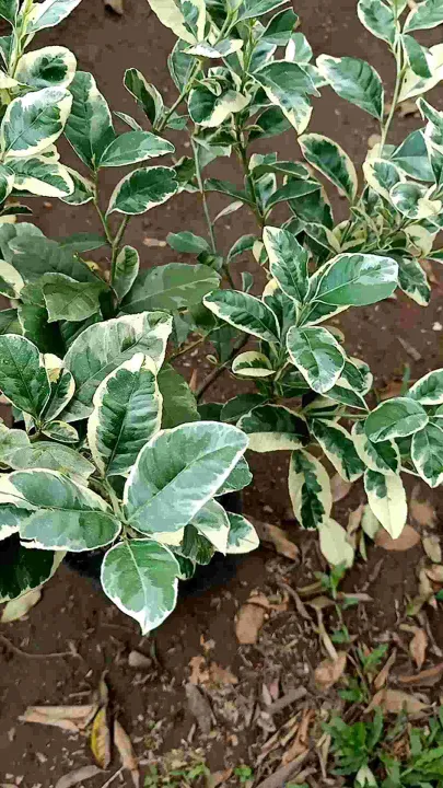 bibit jeruk lemon varigata | Lazada Indonesia
