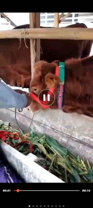 Brangos untuk sapi,kuda dan lln | Lazada Indonesia