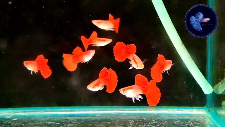 GUPPY ALBINO HB RED ROSE BREEDING PAIR (THAILAND) | Lazada