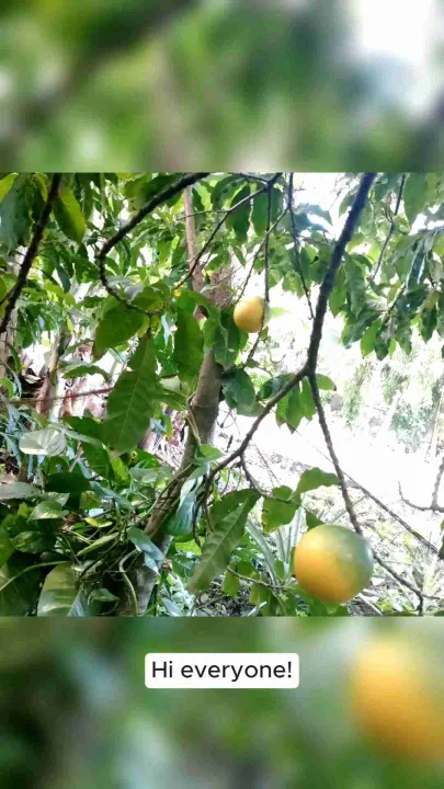 2 seeds GOLDEN ABYO / YELLOW CAIMITO fruit trees binhi pantanim | Lazada PH