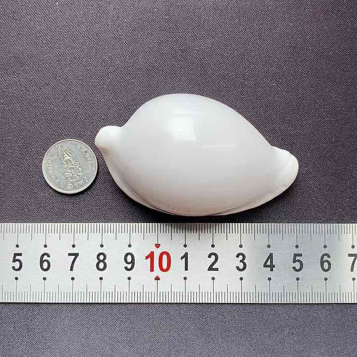เปลือกหอยสังข์กระต่ายขาว white RABBIT conch shell สำหรับตกแต่งบ้านและ ...
