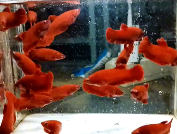 HMPK SUPER RED 超级红将军 BETTA FISH/打架鱼IKANLAGA/3MTH SIZE S-M/RANDOMPICK ...