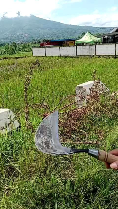 arit rumput model bandungan untuk padi maupun rumput / untuk pertanian ...