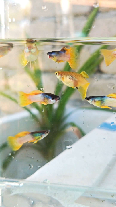Yellow pingu Guppy Pair Ready Breed | Lazada
