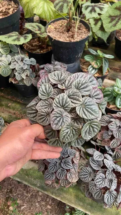 ( BISA COD ) TERLARIS! promo Tanaman Hias Peperomia Silver Riple ...