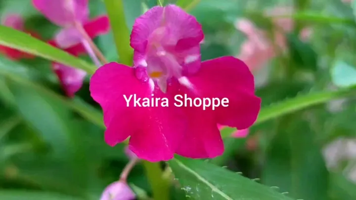 Balsam/Kamantigue Flower Mixed Color 50 Seeds Outdoor Garden Plant ...