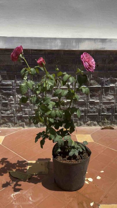 Hoa hồng YuZen rose - hồng bụi, hoa thơm, form đẹp, hàng sưu tầm ...