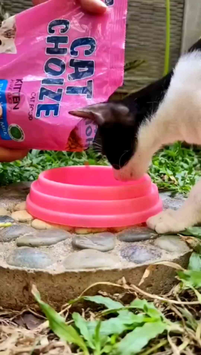Cat Choize Adult 800gram Kitten 1kg Makanan Kucing Cat Dry Food ...