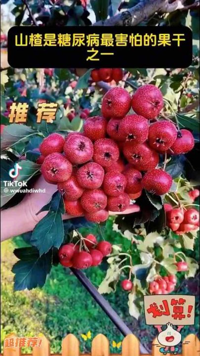 高等级 山楂 無核 500g ｜250g ｜ 200g Hawthorn （Seedless) | Lazada