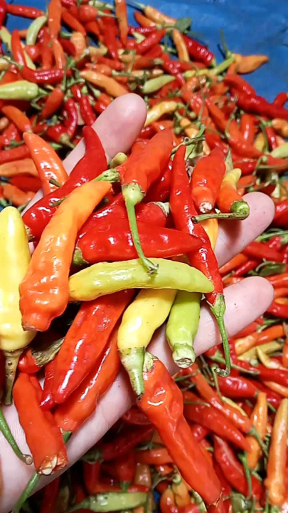 CABE CAPLAK MEDAN 250GRAM | Lazada Indonesia