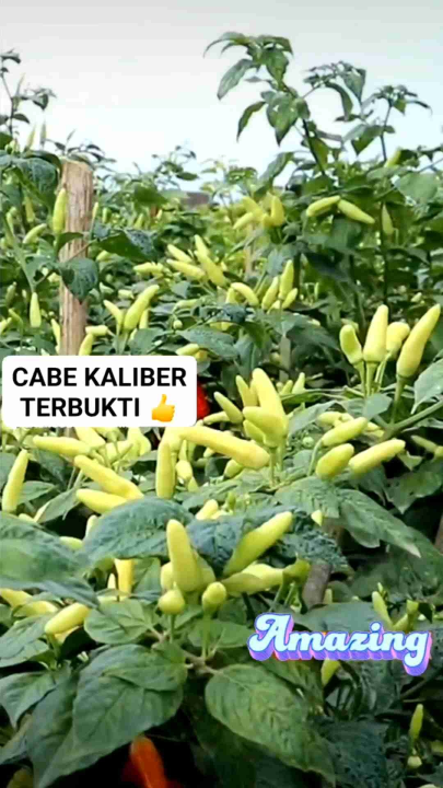Cabe Kaliber Benih Cabai Rawit ASLI bergaransi 100% original kemasan ...