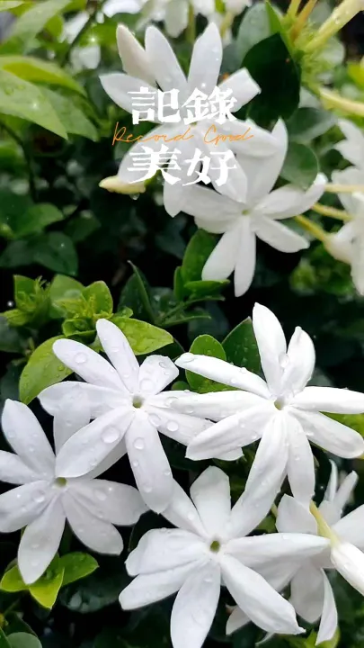 星茱莉植物花苗/Anak Pokok Bunga Bintang Melati /Star Jasmine Flower Plant ...
