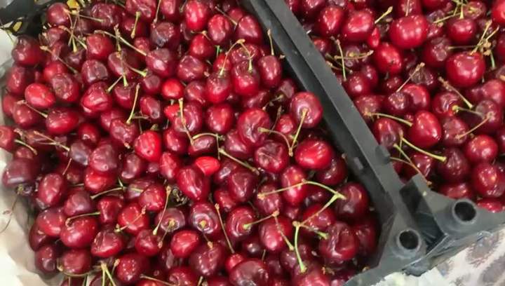 Fresh Cherry ,Sweet Iranian cherry 1KG,Fresh red cherry, red cherry ...