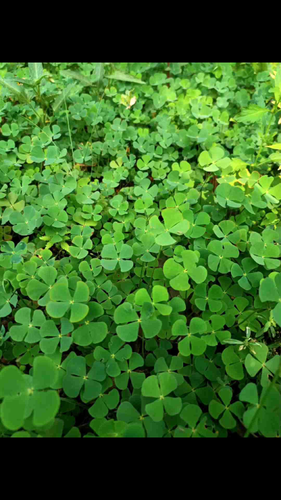 ต้นผักแว่น 35 ต้น 50 บาท Water clover หนูเต๊าะ Water fern ผักลิ้นปี่ ...