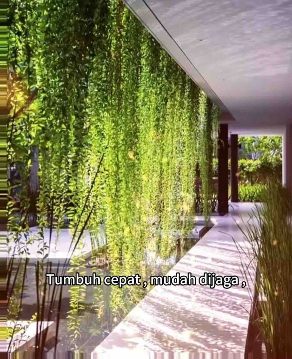 rina • pokok lee kuan yew • vernonia elliptica climbing curtain creeper ...