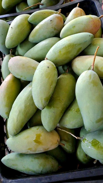 Mangga Kiojay 5kg | Lazada Indonesia