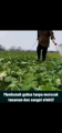 Paling laris DiPasaran Kill grass PANDA BUBUK Beli 1 Gratis 1 pembasmi ...