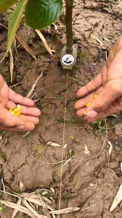 jebakan burung otomatis jerat burung otomatis perangkap burung otomatis ...