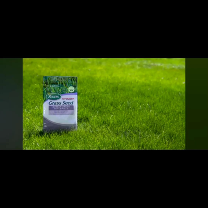 COD benih rumput Manila 15gram - Biji Rumput Zoysia Matrella lapangan ...