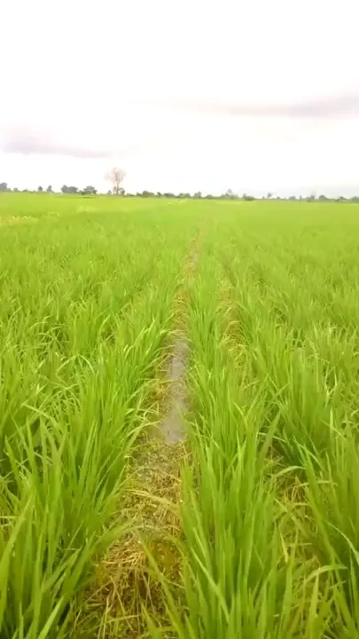 HERBISIDA SISTEMIX, RENGGES 250 ML / HERBISIDA , HERBISIDA UNTUK ...