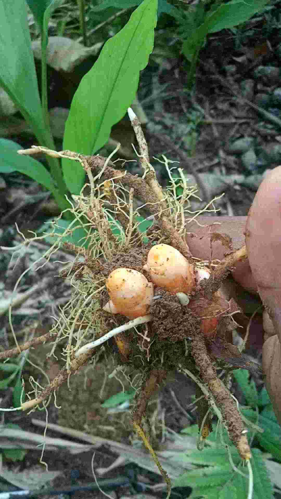 Kunyit/ kunir Segar Spesial kemasan 500gram | Lazada Indonesia