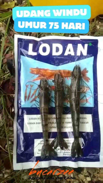 LODAN Suplemen Pakan Udang dan Ikan. Mempercepat Pertumbuhan dan Bobot ...