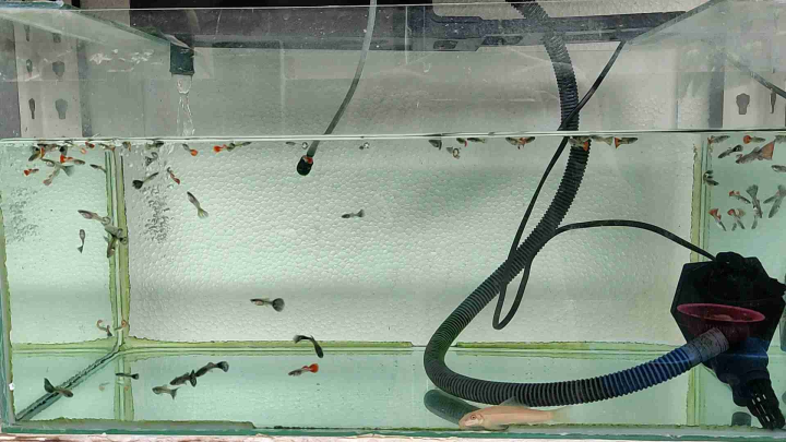 Guppy Fish Random - Reject and mixed | Lazada