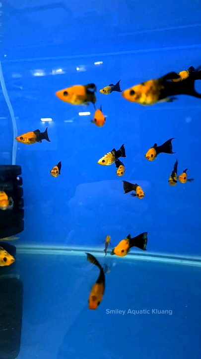 【LIVE】Golden Black Molly Fish 黑金茉莉鱼 Black Gold Tuxedo Molly | Lazada