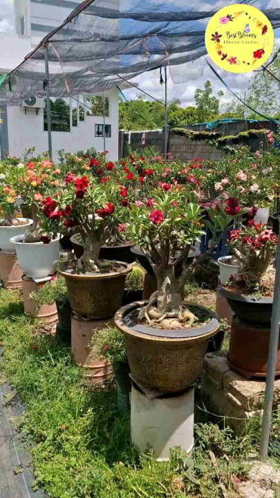 Giant Adenium | Lazada PH