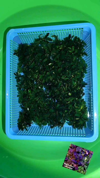 บูเซป bucephalandra จัดโปร 4 กล่องสุดคุ้ม เลือกสายพันธุ์ได้ Mini ...