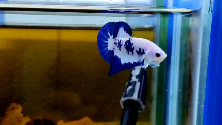 RBG (🔥 READYSTOCK 🔥) IKAN LAGA BETTA FISH MALE FEMALE MARBLE/BLUERIM ...